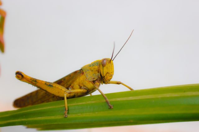 Wetland Animals: Adaptations, Pictures, and Facts