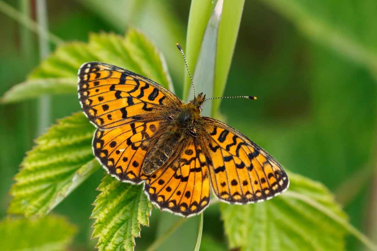 Wetland Animals: Adaptations, Pictures, and Facts