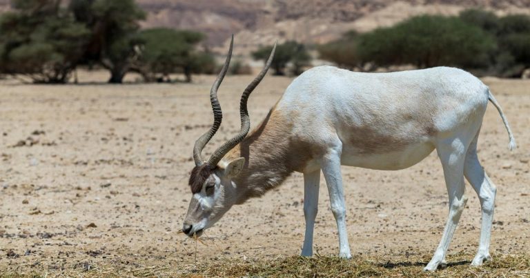 Desert Animals: Adaptations, Pictures, and Facts