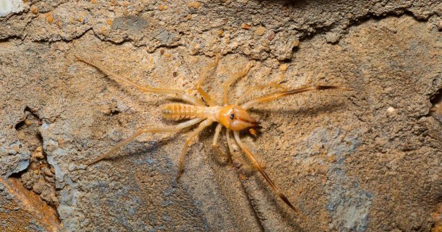 Desert Animals: Adaptations, Pictures, and Facts