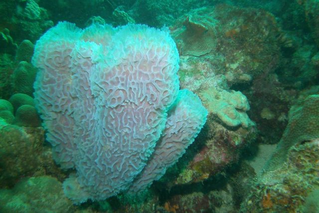 Coral Reef Animals: Facts, Pictures, and Adaptations