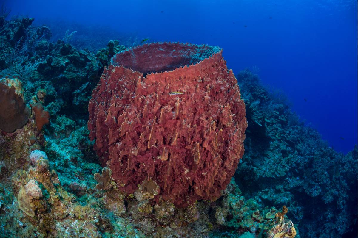 Coral Reef Animals: Facts, Pictures, and Adaptations