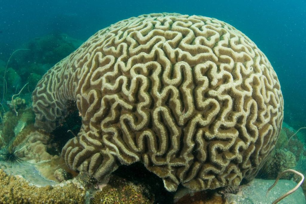 Animal And Plant Adaptations Coral Reefs