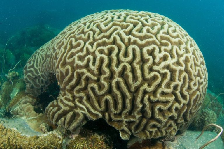 Coral Reef Animals: Facts, Pictures, and Adaptations