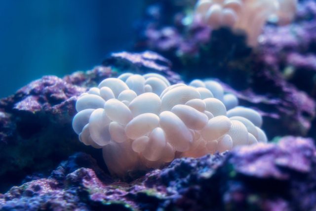 Coral Reef Animals: Facts, Pictures, and Adaptations