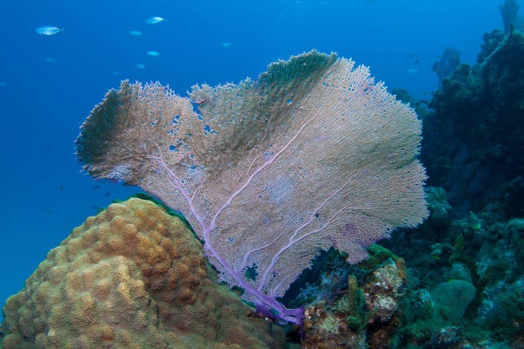 Animal And Plant Adaptations Coral Reefs