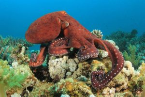 Coral Reef Animals: Facts, Pictures, and Adaptations