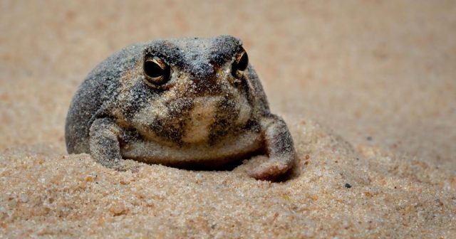 Desert Animals: Adaptations, Pictures, and Facts