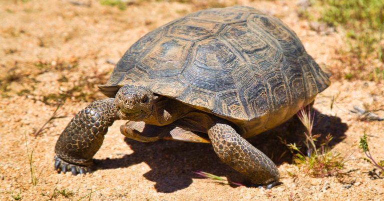 Desert Animals: Adaptations, Pictures, and Facts