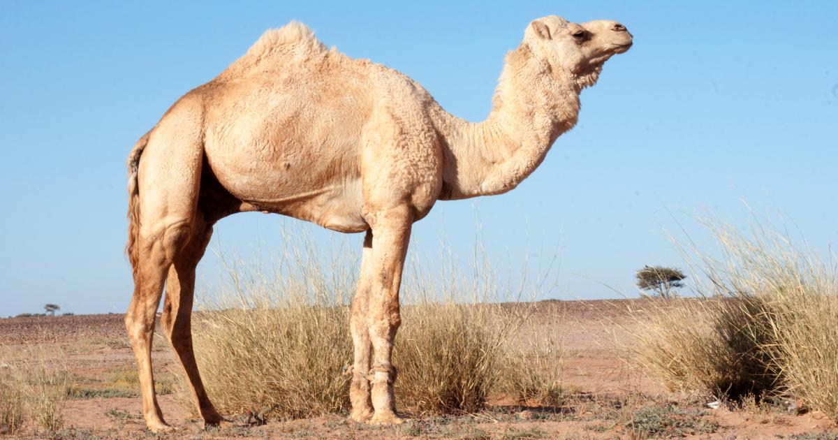 Desert Animals: Adaptations, Pictures, and Facts
