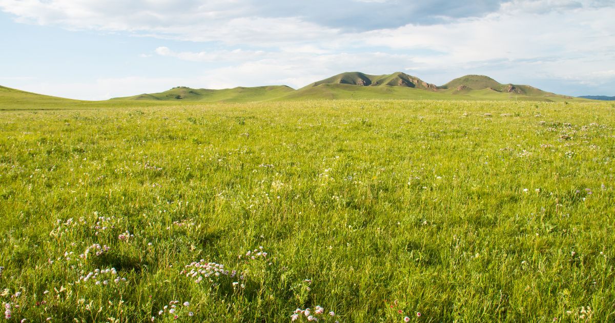 Grassland Plants Facts Pictures And Adaptations Grassland Plants Facts Pictures And Adaptations
