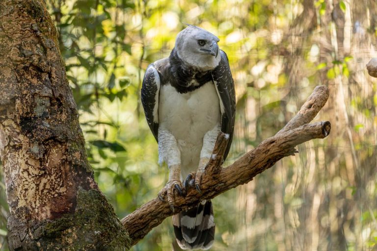 Rainforest Animals: Facts, Pictures, and Adaptations