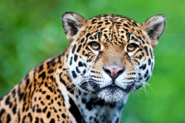 Rainforest Animals: Facts, Pictures, and Adaptations