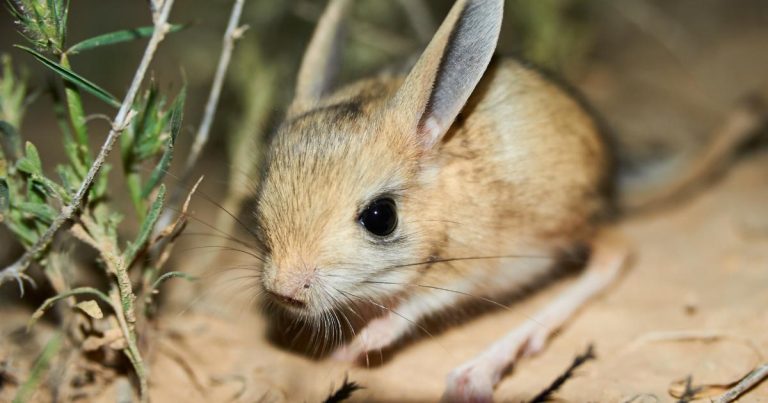 Desert Animals: Adaptations, Pictures, and Facts