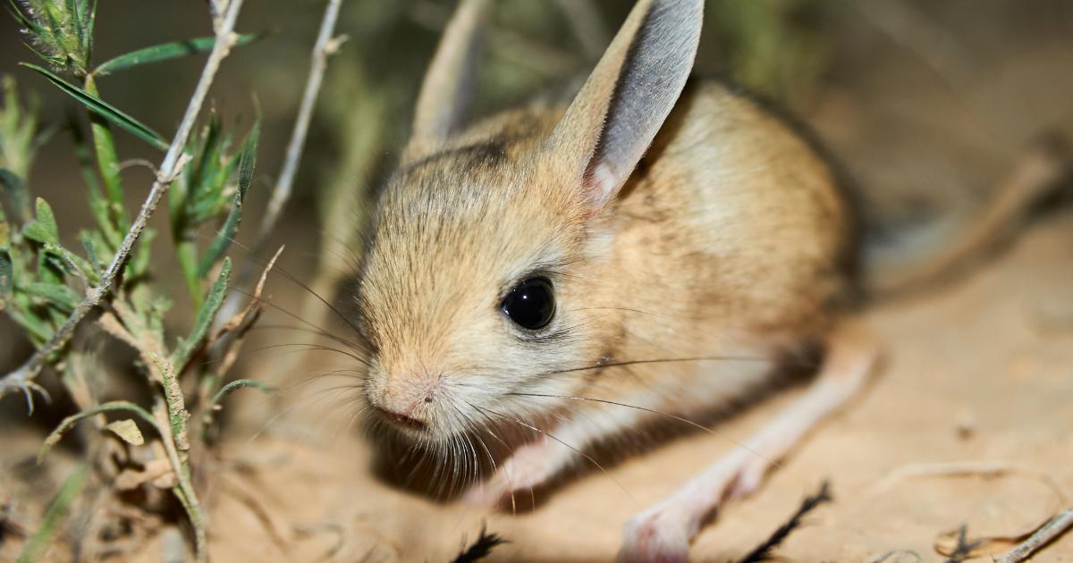 Desert Animals: Adaptations, Pictures, and Facts