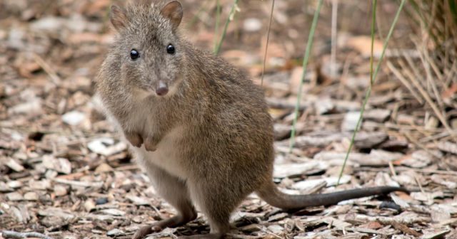 Desert Animals: Adaptations, Pictures, and Facts