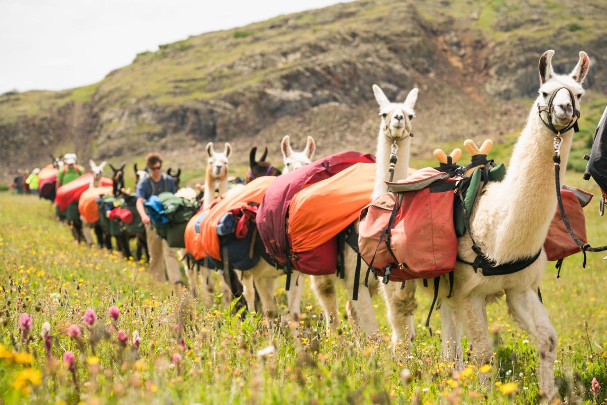 Alpacas vs. Llamas
