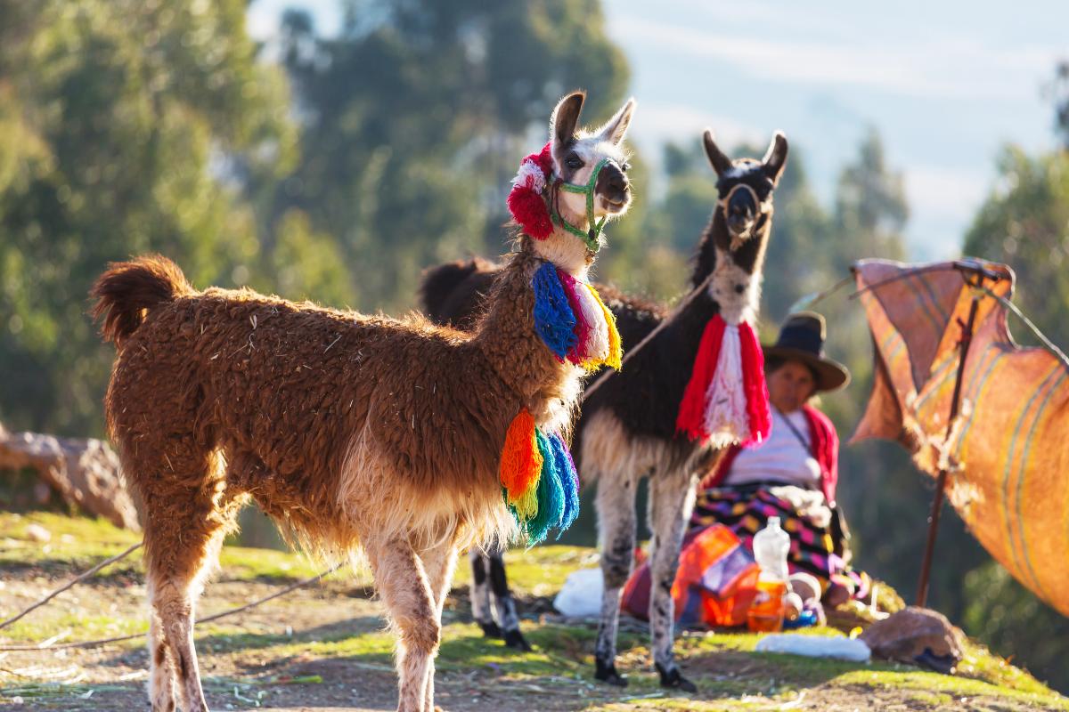 Alpacas vs. Llamas