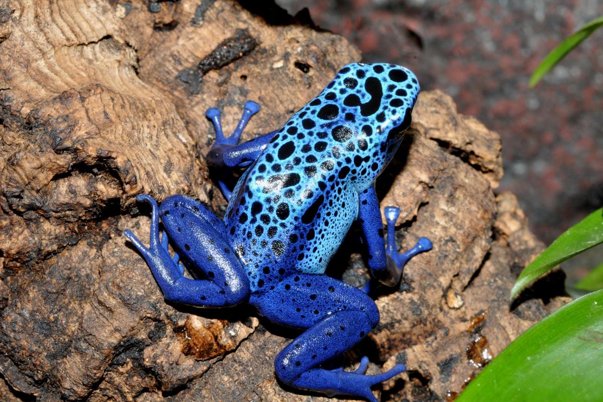 Rainforest Animals: Facts, Pictures, and Adaptations