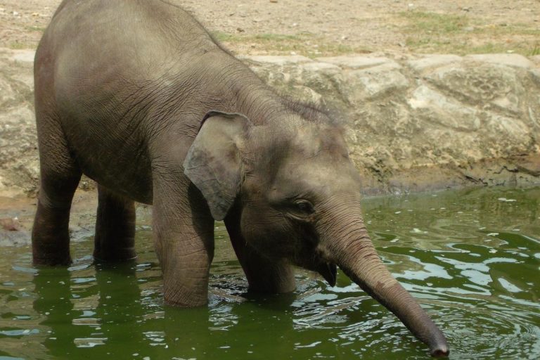 Rainforest Animals: Facts, Pictures, and Adaptations