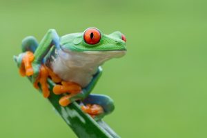 Rainforest Animals: Facts, Pictures, and Adaptations