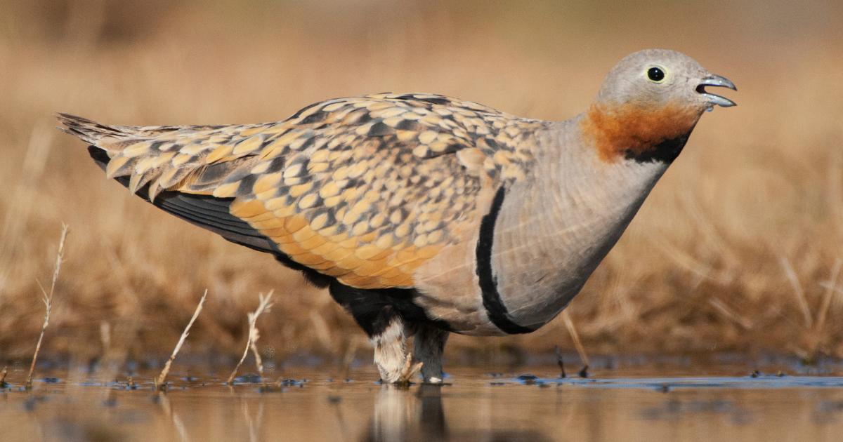 Desert Animals: Adaptations, Pictures, and Facts