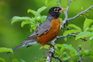 Temperate Forest Animals: Adaptations, Pictures, and Facts