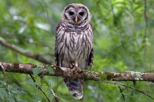 Temperate Forest Animals: Adaptations, Pictures, and Facts