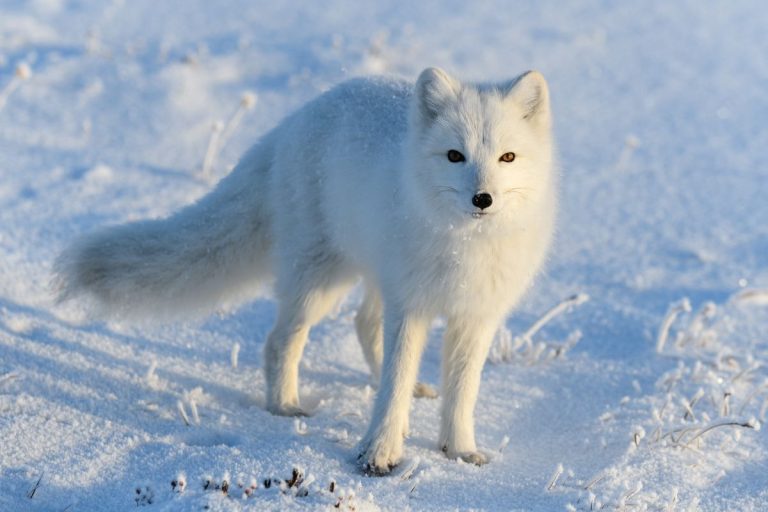 Types of Foxes