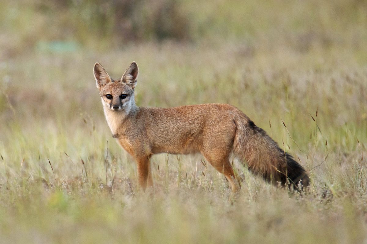 Types of Foxes
