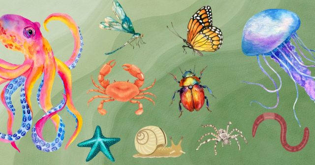 What are Invertebrates?
