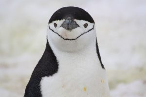 Types of Penguins: Photos, Habitat, Facts, Characteristics