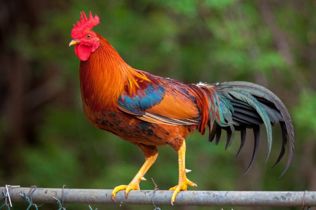 The Life Cycle of a Chicken Free Printable
