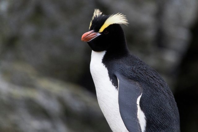 Types of Penguins: Photos, Habitat, Facts, Characteristics