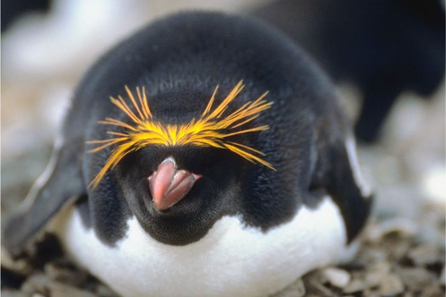 Macaroni Penguin