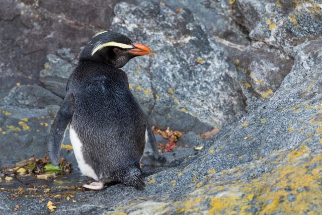 Types of Penguins: Photos, Habitat, Facts, Characteristics