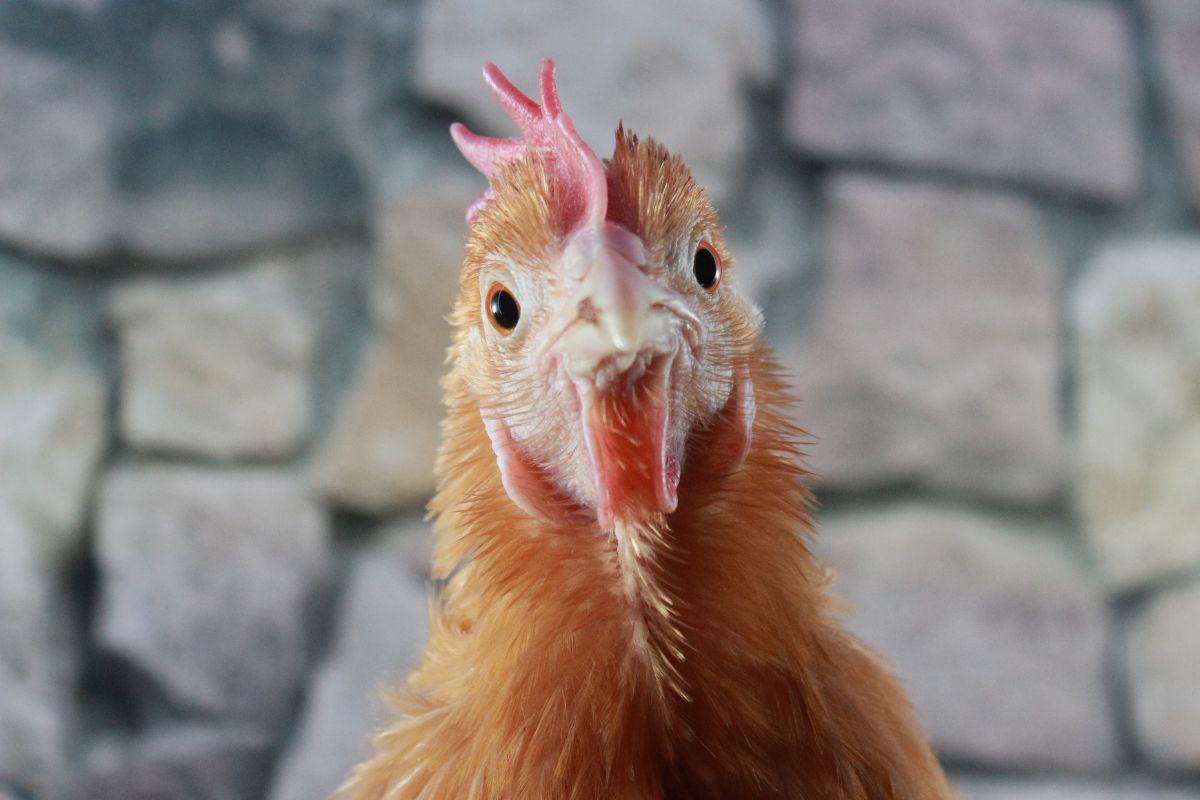 The Life Cycle of a Chicken Free Printable