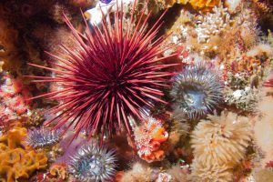 Sea Urchins
