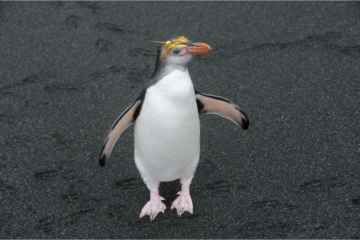 Types of Penguins: Photos, Habitat, Facts, Characteristics