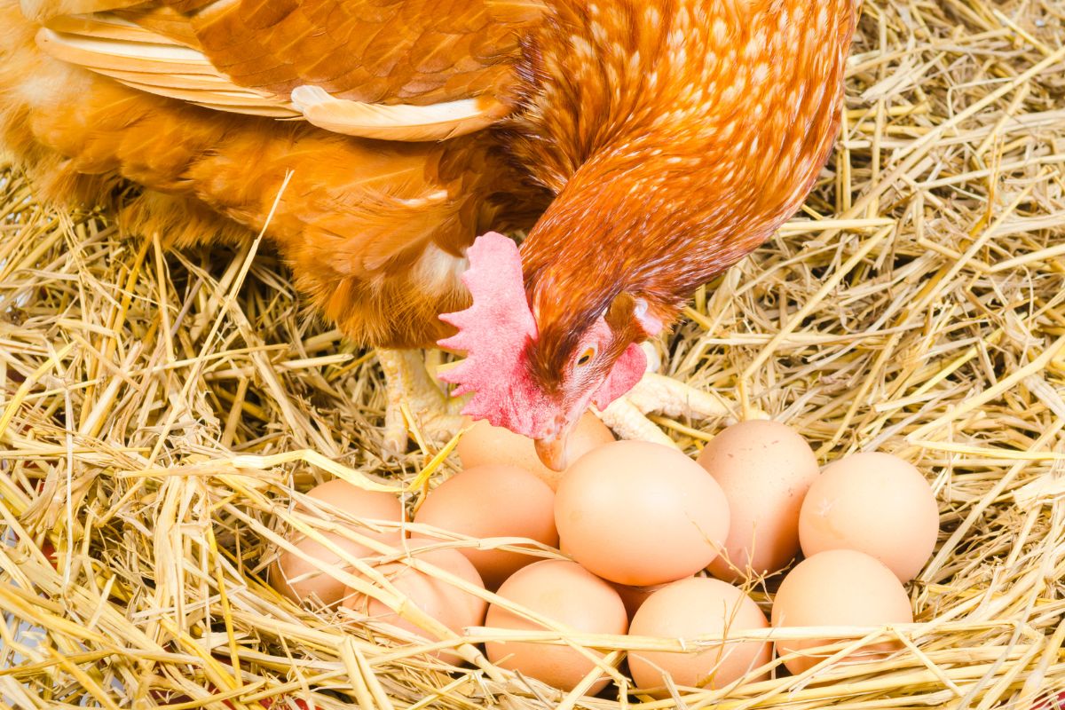 The Life Cycle of a Chicken Free Printable