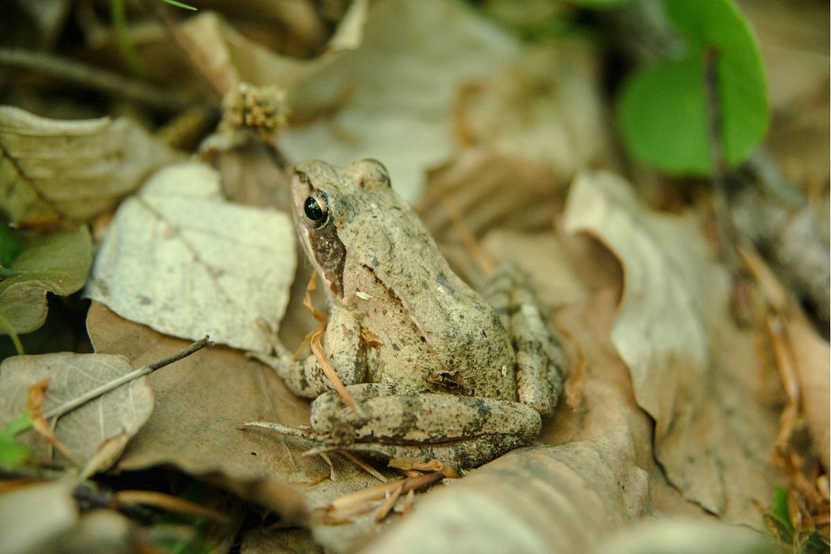 Life Cycle of a Frog