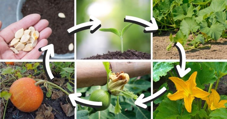 The Life Cycle of a Pumpkin