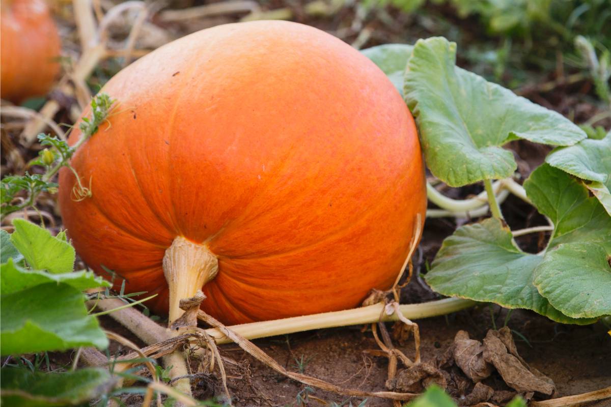 The Life Cycle of a Pumpkin