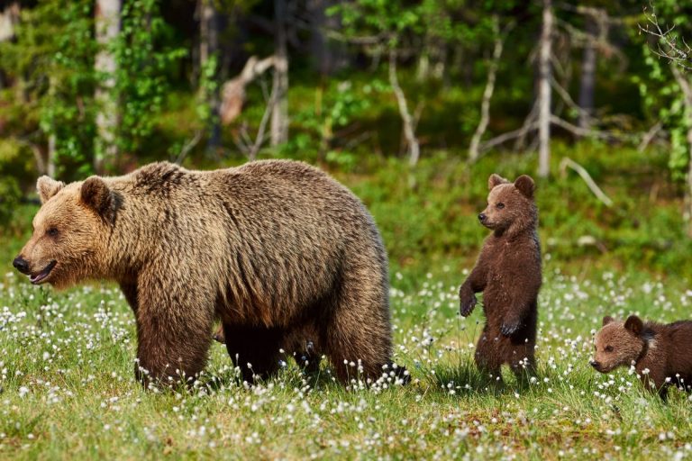 8 Types of Bears: Pictures, Adaptations, Habitats, Facts
