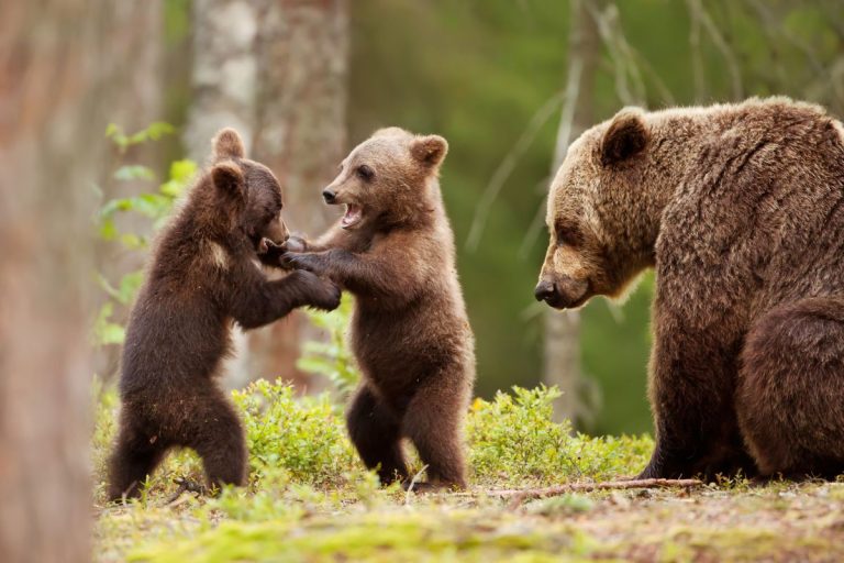 8 Types of Bears: Pictures, Adaptations, Habitats, Facts