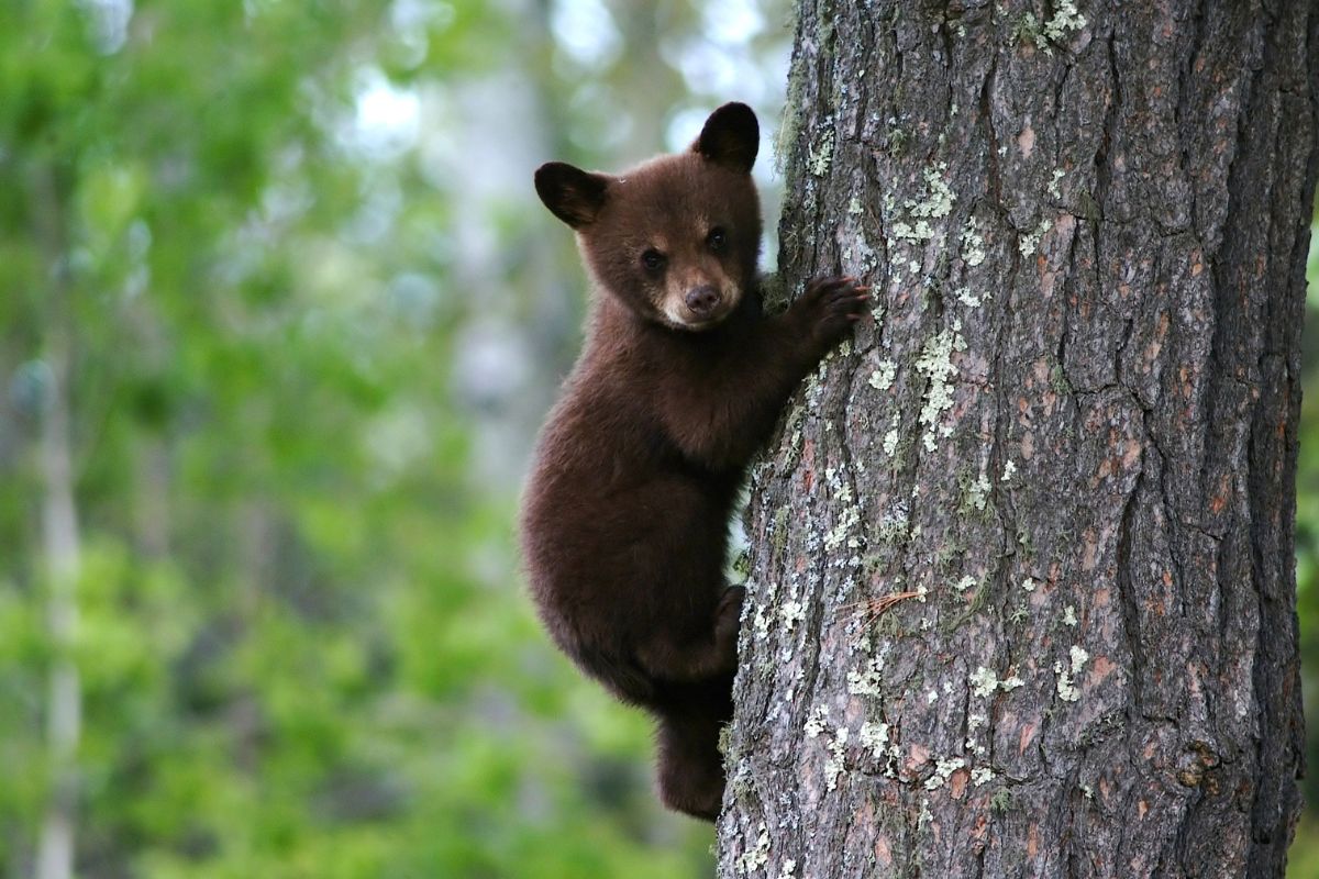 8 Types of Bears: Pictures, Adaptations, Habitats, Facts