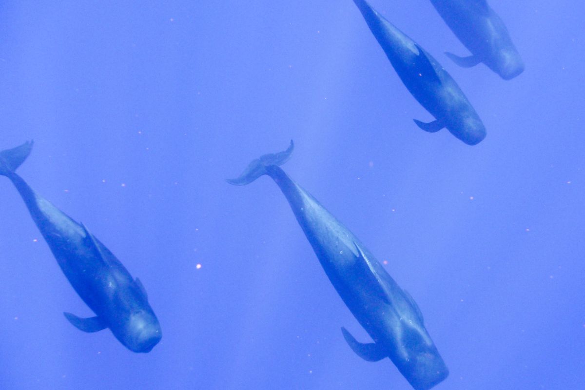 Types of Whales: Facts, Pictures, Adaptations, Printable