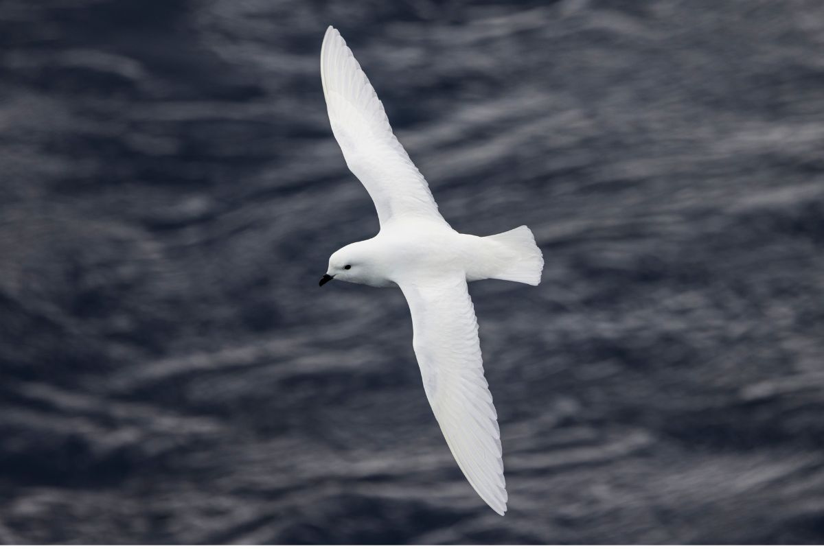 Antarctic Animals