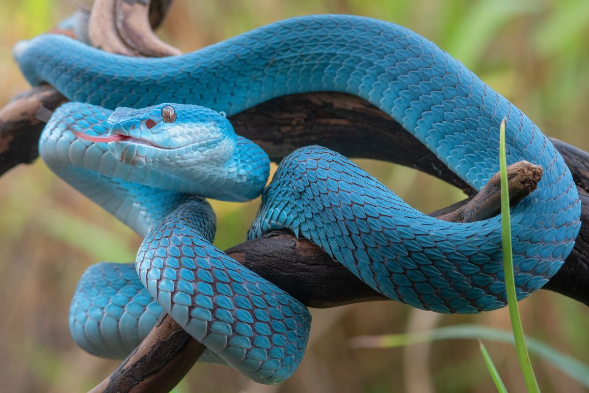 Types of Snakes: Pictures, Facts, Adaptations