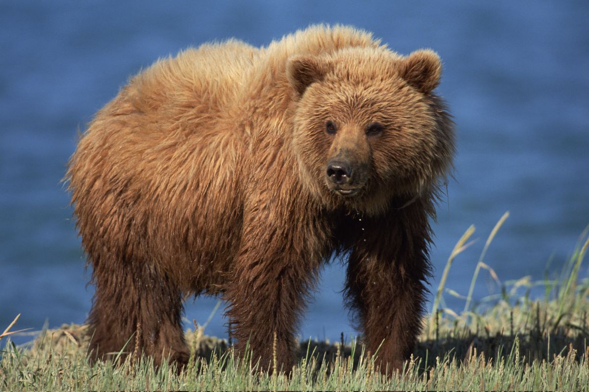 8 Types of Bears: Pictures, Adaptations, Habitats, Facts